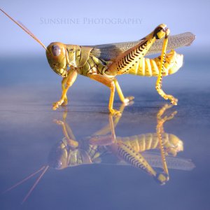 grasshopper | DPReview Forums