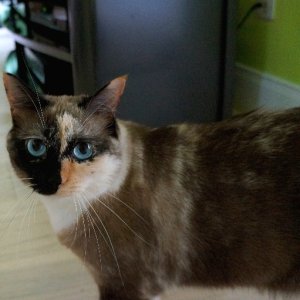 OUR PET STUMP ----ORIGINAL | DPReview Forums