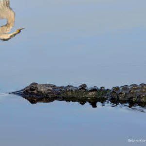 American alligator (Alligator mississippiensis) with a great blue heron ...
