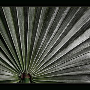 palm-frond | DPReview Forums