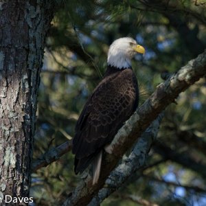 Heavy Load-1 | DPReview Forums