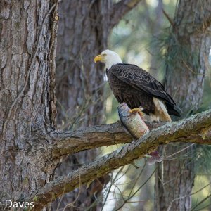 Heavy Load-1 | DPReview Forums