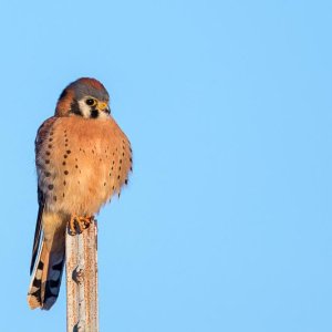 American Kestrel #5 | DPReview Forums
