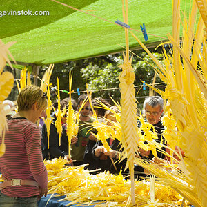 palm-frond | DPReview Forums