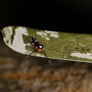 caterpiller | DPReview Forums