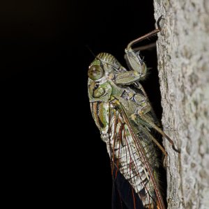 Cicada (1) | DPReview Forums