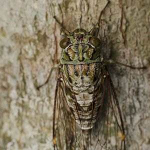 Cicada (1) | DPReview Forums