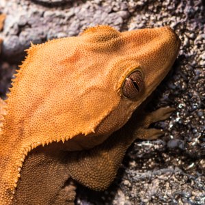 crested-gecko | DPReview Forums