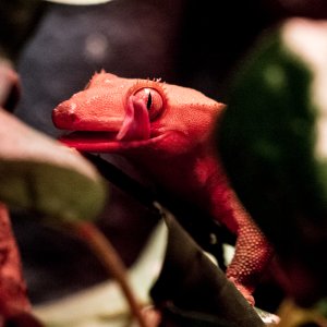crested-gecko | DPReview Forums