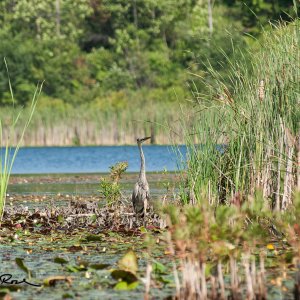 great-white-heron | DPReview Forums