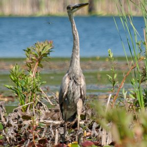 great-white-heron | DPReview Forums