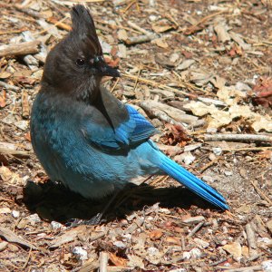 StellerJay (2 of 2) | DPReview Forums