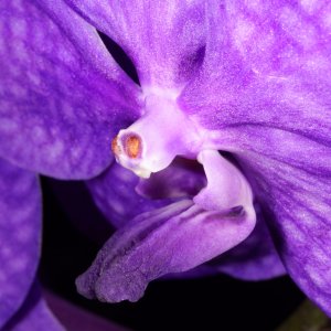 attica | DPReview Forums