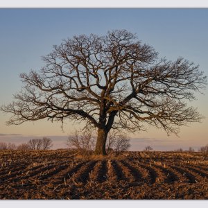 evening-sun | DPReview Forums