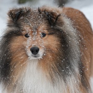 patrick | DPReview Forums