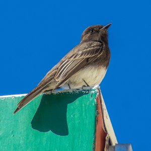 black-phoebe | DPReview Forums