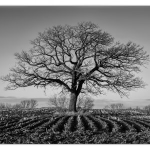 evening-sun | DPReview Forums