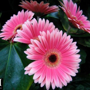 Butchart Gardens | DPReview Forums