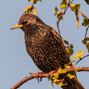 Starling | DPReview Forums