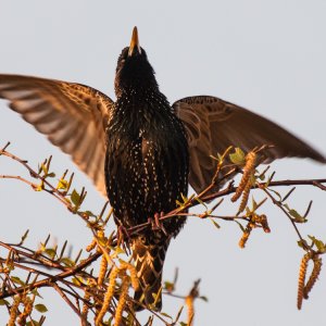 Starling | DPReview Forums