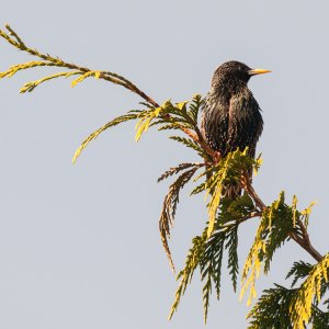 Starling | DPReview Forums