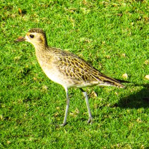 SX50 (5 of 10) | DPReview Forums