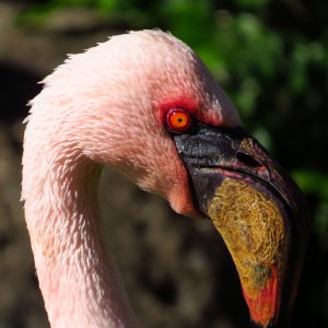 SX50 (5 of 10) | DPReview Forums