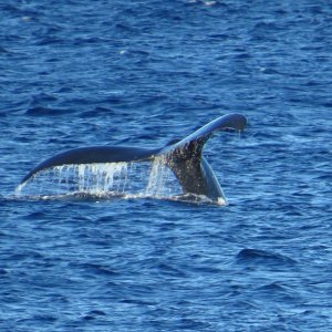 SX50 (5 of 10) | DPReview Forums