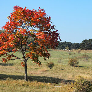 autumn tree | DPReview Forums