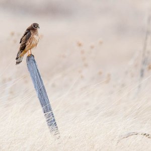 Northern Harrier #2 | DPReview Forums