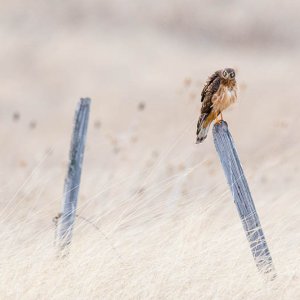 Northern Harrier #2 | DPReview Forums