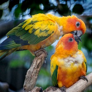 Sun Conure | DPReview Forums