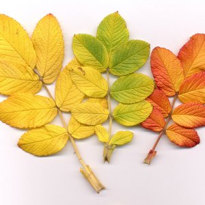 feuille | DPReview Forums