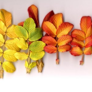 feuille | DPReview Forums