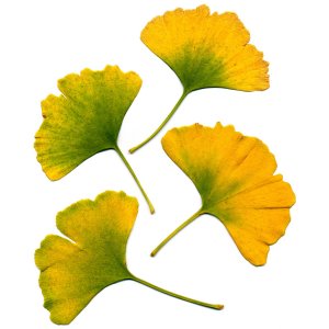 feuille | DPReview Forums