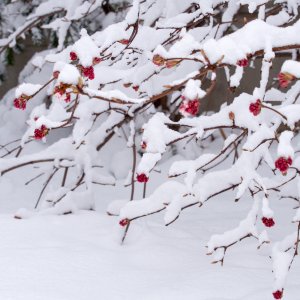 blossom in the snow | DPReview Forums