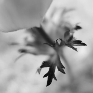 P1040706-2-s | DPReview Forums