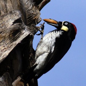 ACORN WOODPECKER 3 | DPReview Forums