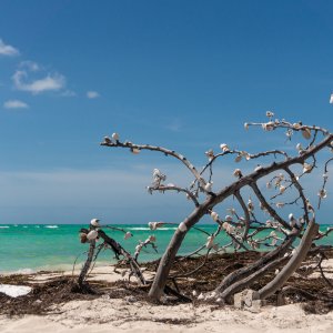 Seashell Tree | DPReview Forums