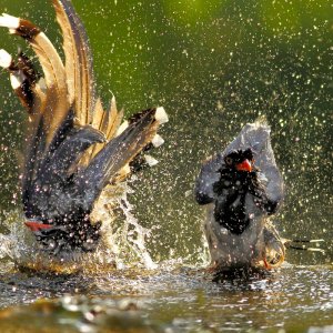 _MG_1559a | DPReview Forums