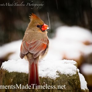 267-2 | DPReview Forums