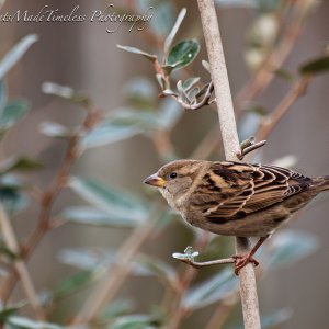 017 (2) | DPReview Forums