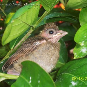 017 (2) | DPReview Forums