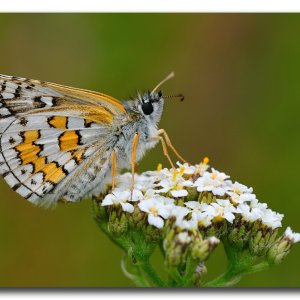 Yellow banded Skipper | DPReview Forums