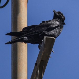 Birding Tuesday: Raven style! | DPReview Forums