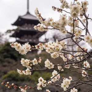 kanagawa | DPReview Forums