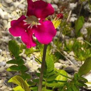 alpines-garden-2011 | DPReview Forums