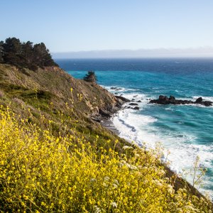 Yellow Wildflowers on the Big Sur Coastline | DPReview Forums