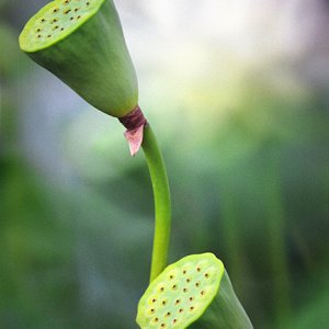 Proto Lotus | DPReview Forums