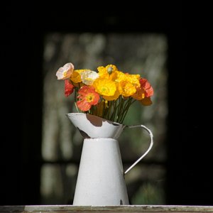 jug | DPReview Forums